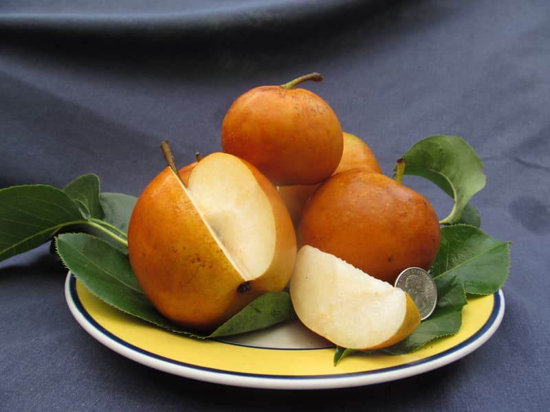 Shinko Asian Pear Tree • Just Fruits and Exotics