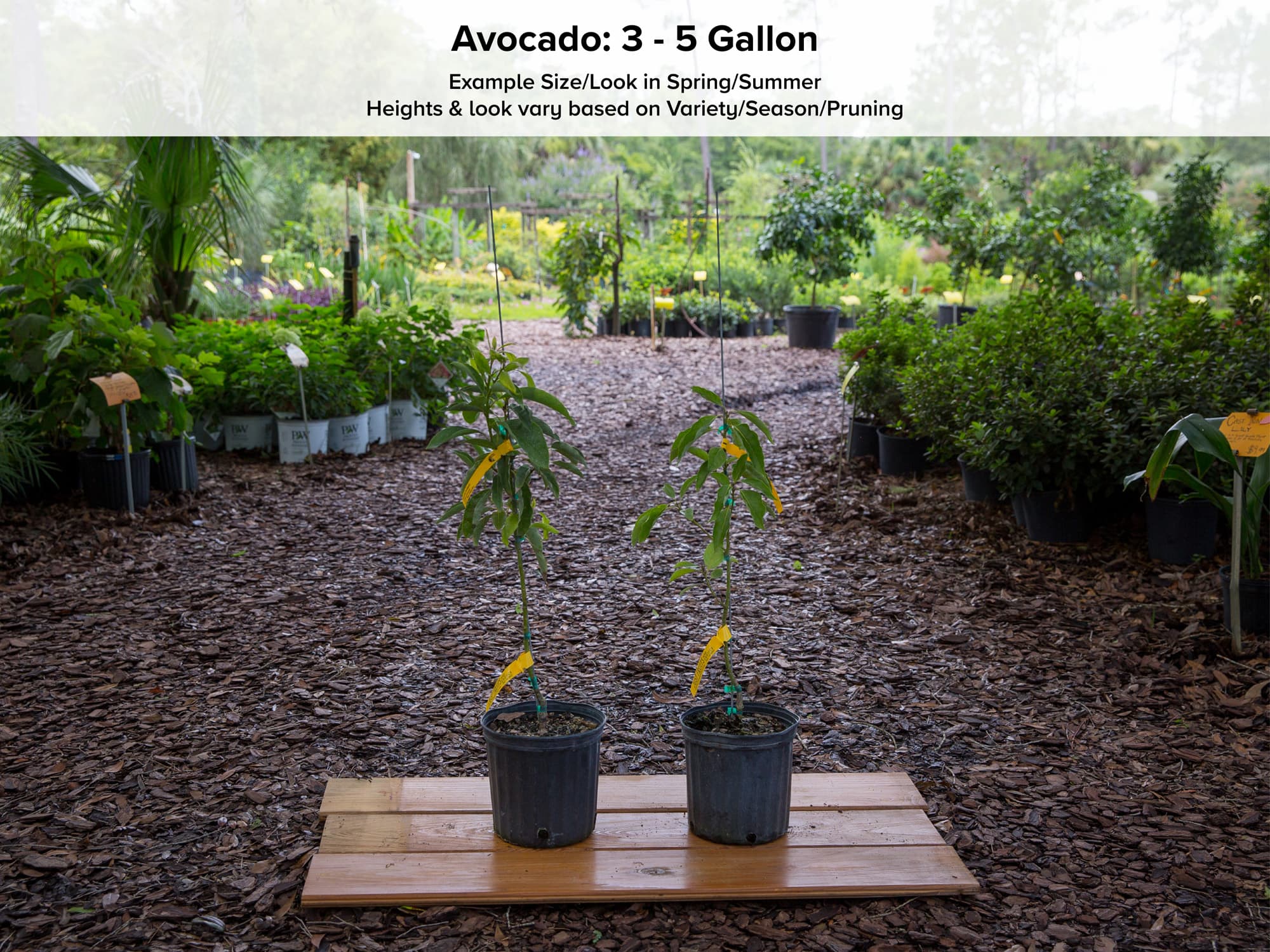 Joey Avocado Tree • Just Fruits and Exotics