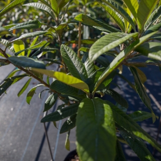 Champagne Loquat Tree — Just Fruits and Exotics