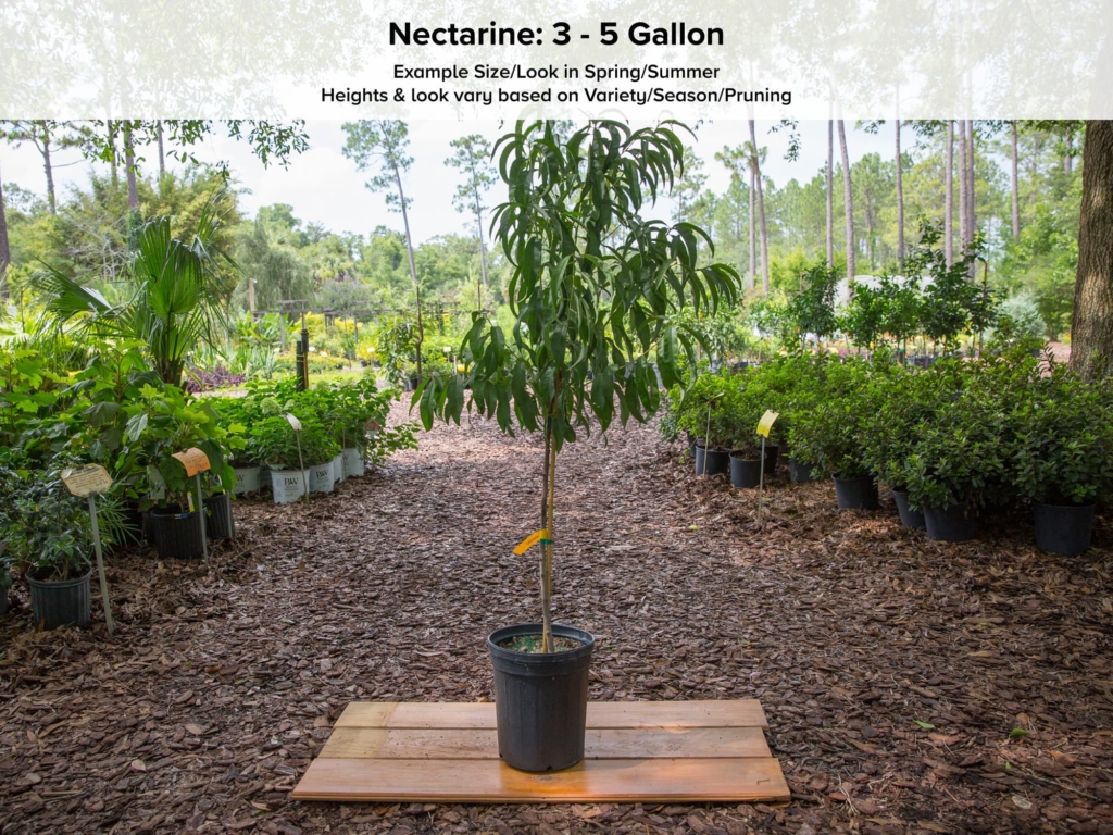 Sunglo Nectarine Tree • Just Fruits and Exotics