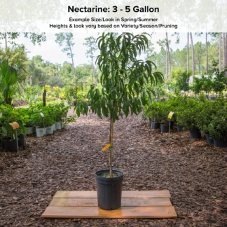Sunglo Nectarine Tree • Just Fruits and Exotics