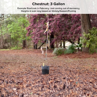 Chinese Chestnut Tree • Just Fruits and Exotics