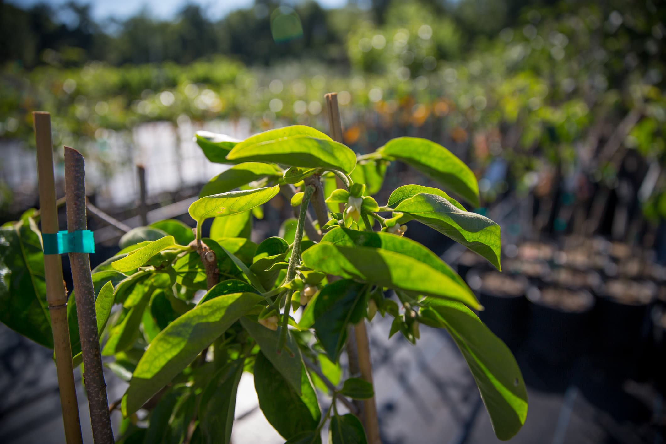 Suruga Persimmon Tree • Just Fruits and Exotics