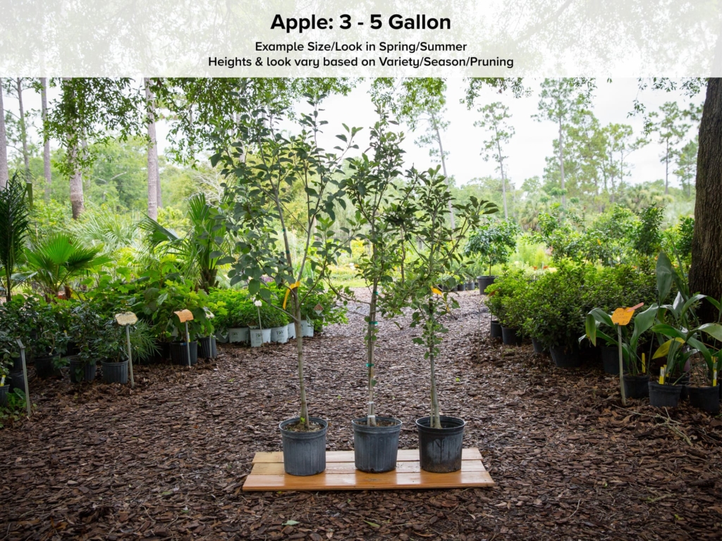 Shell Apple Tree • Just Fruits and Exotics