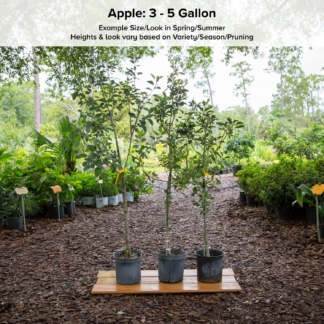 Dorsett Golden Apple Tree • Just Fruits and Exotics