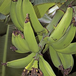 Dwarf Puerto Rican Plantain Plant • Just Fruits and Exotics