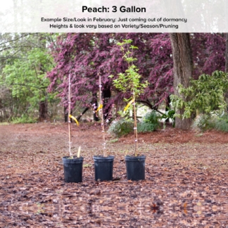 Tropic Snow Peach Tree - Just Fruits and Exotics