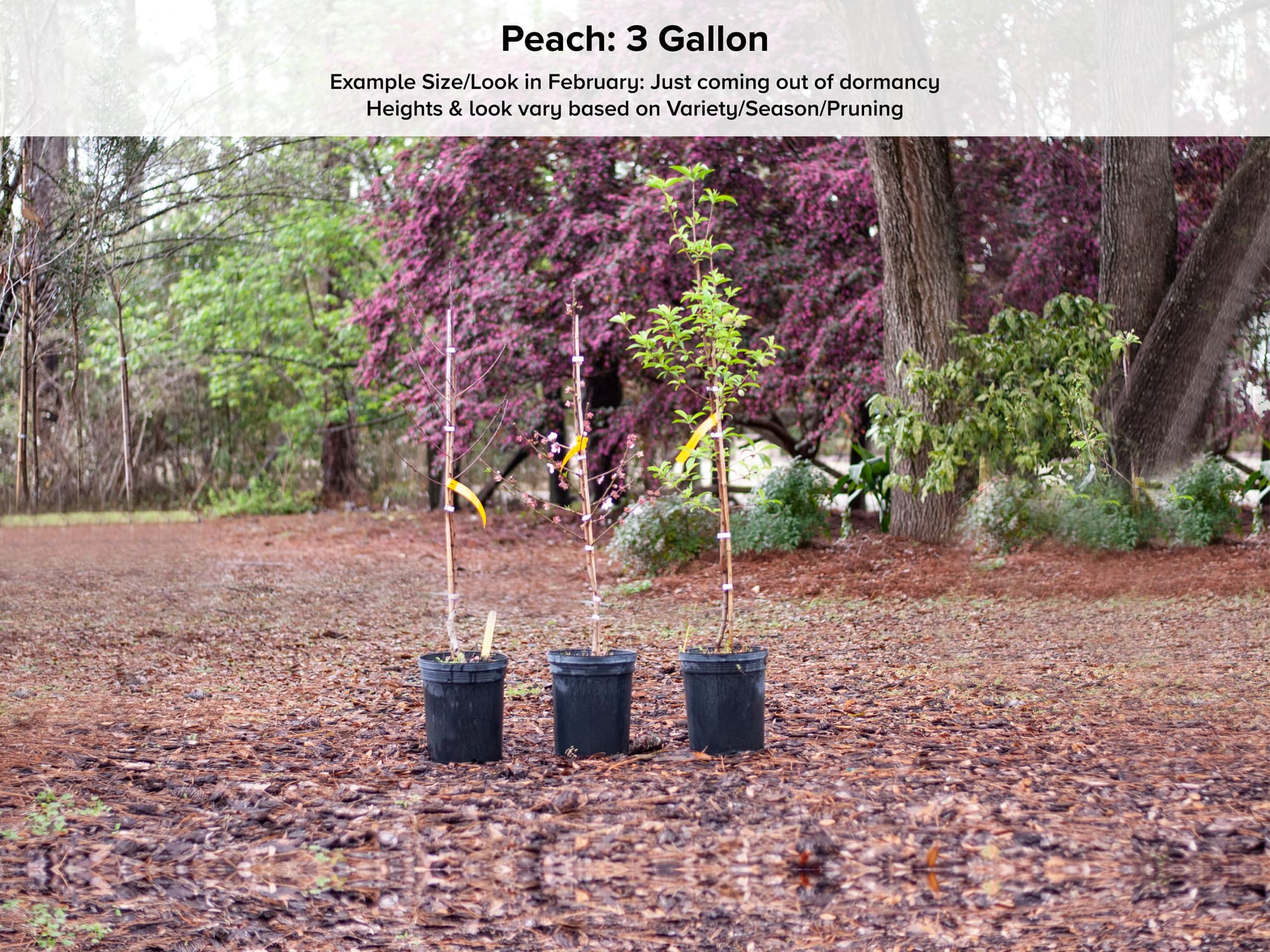 Tropic Snow Peach Tree • Just Fruits and Exotics