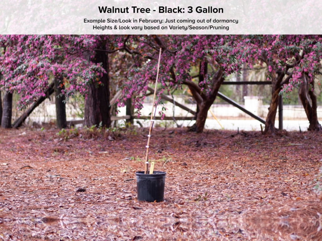 Black Walnut Tree • Just Fruits and Exotics