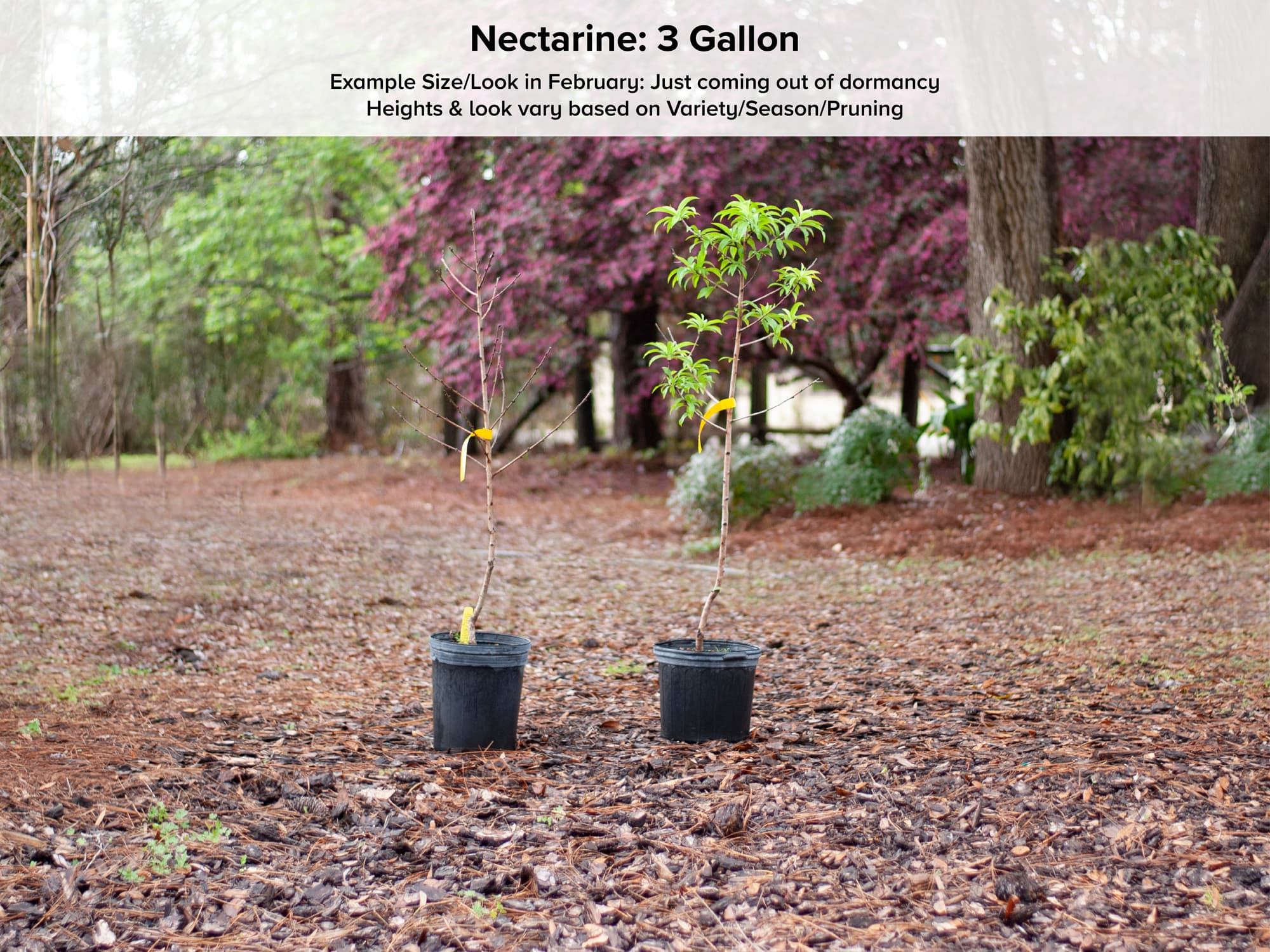 Sunraycer Nectarine Tree • Just Fruits and Exotics