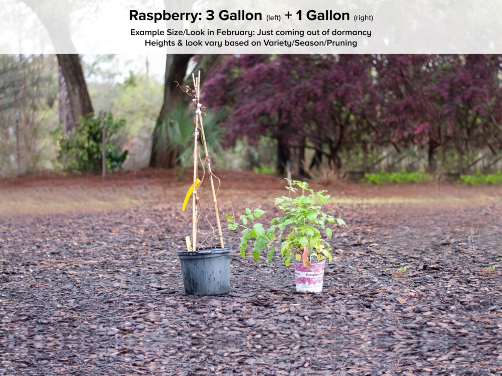 Nantahala Raspberry Bush • Just Fruits and Exotics