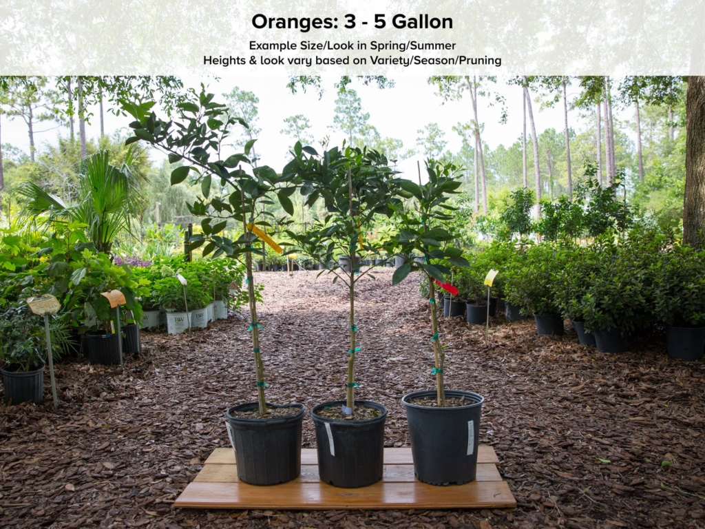 Hamlin Orange Tree • Just Fruits and Exotics