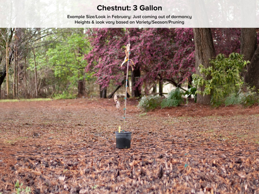 Dunstan Hybrid Chestnut Tree • Just Fruits and Exotics