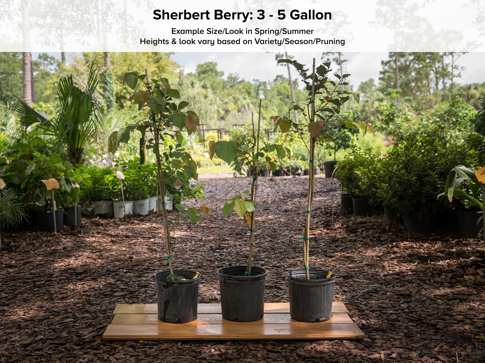 Sherbet Berry Tree • Just Fruits and Exotics